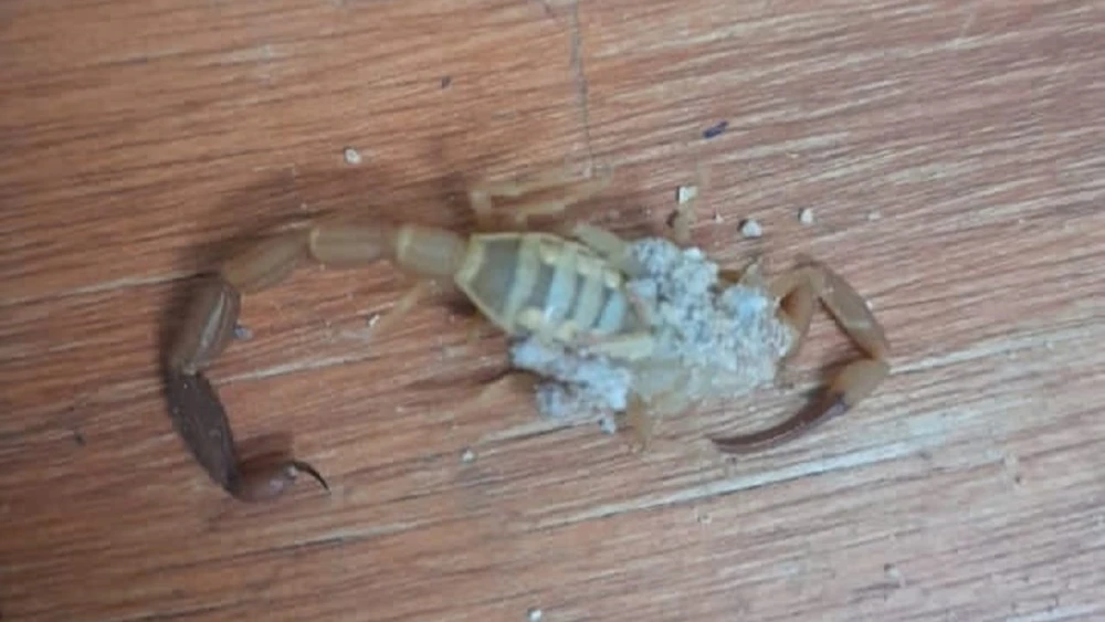 Bebé de 1 mes internado tras sufrir picadura del alacrán rubio - Radio ...